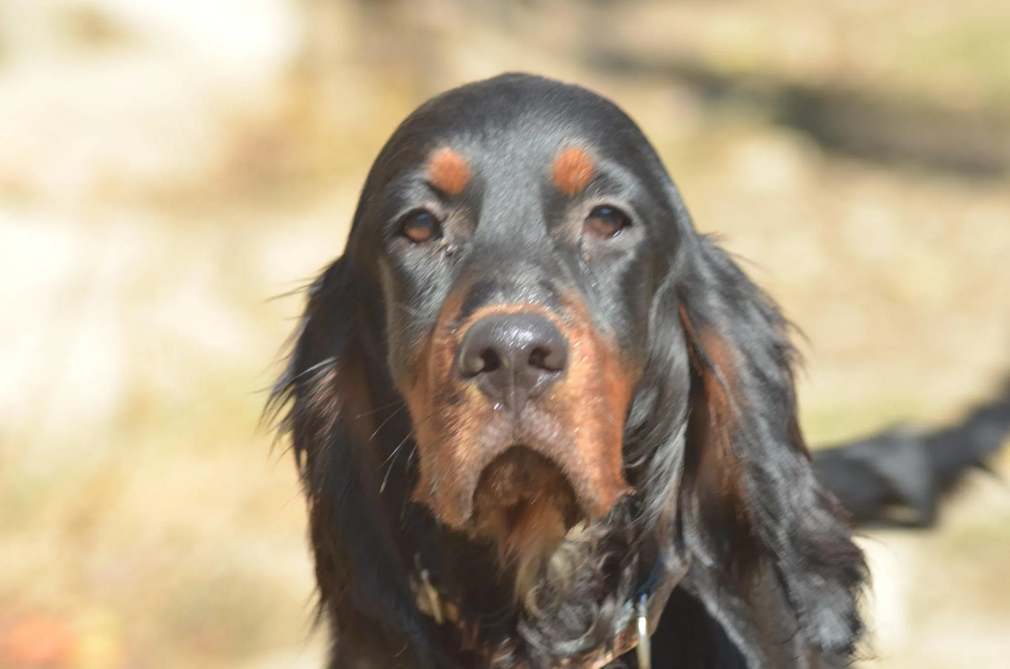 Abzugeben - Black Devil's Gordon-Setter Zucht - Mengkofen