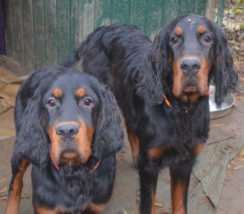 Startseite - Black Devil's Gordon-Setter Zucht - Mengkofen