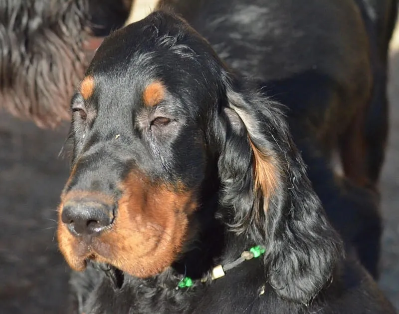 Startseite - Black Devil's Gordon-Setter Zucht - Mengkofen