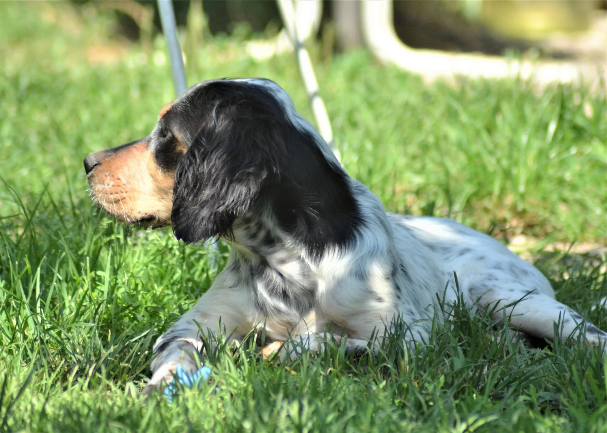 Startseite - Black Devil's Gordon-Setter Zucht - Mengkofen